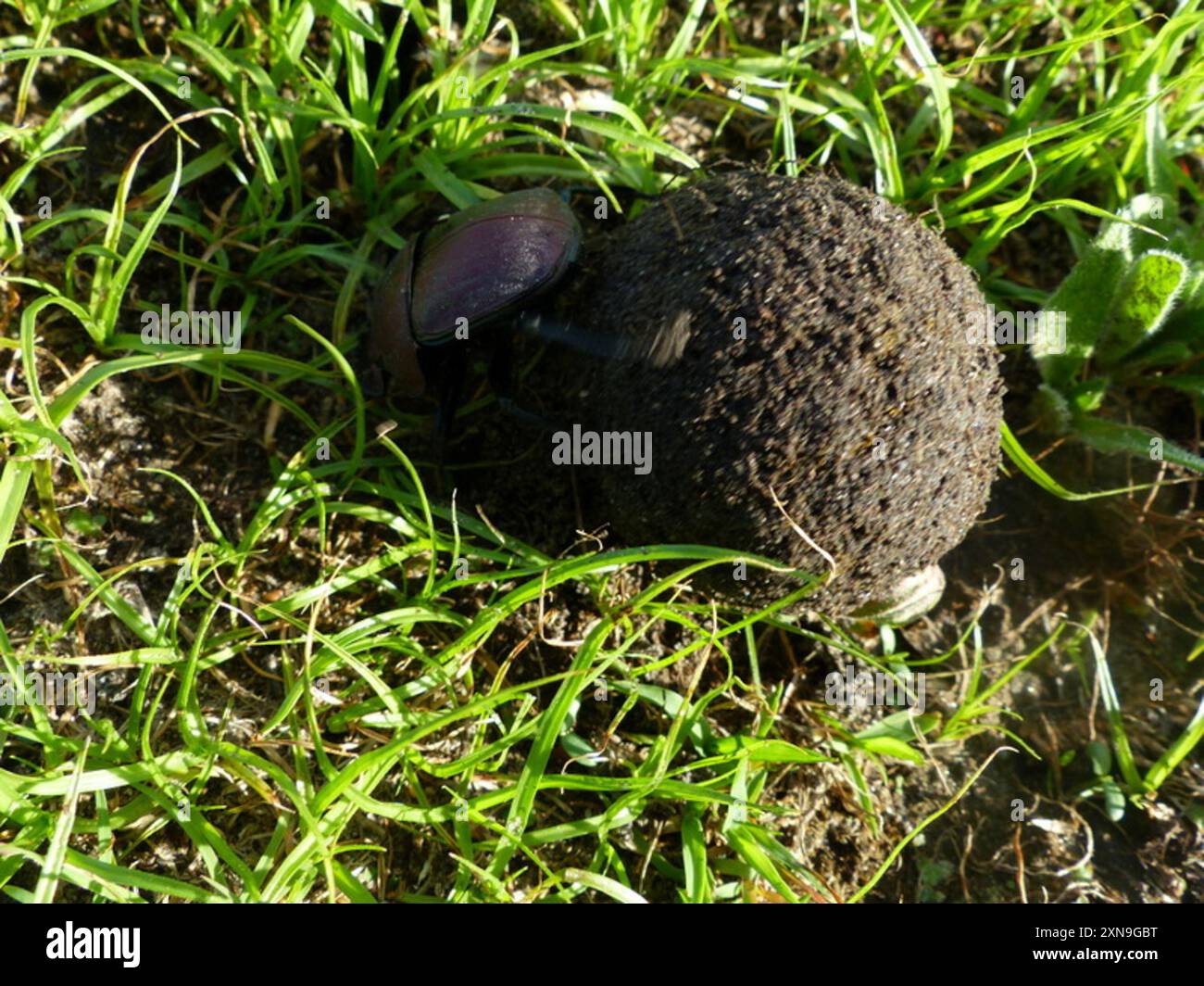 Dung Beetles (Scarabaeinae) Insecta Stock Photo - Alamy