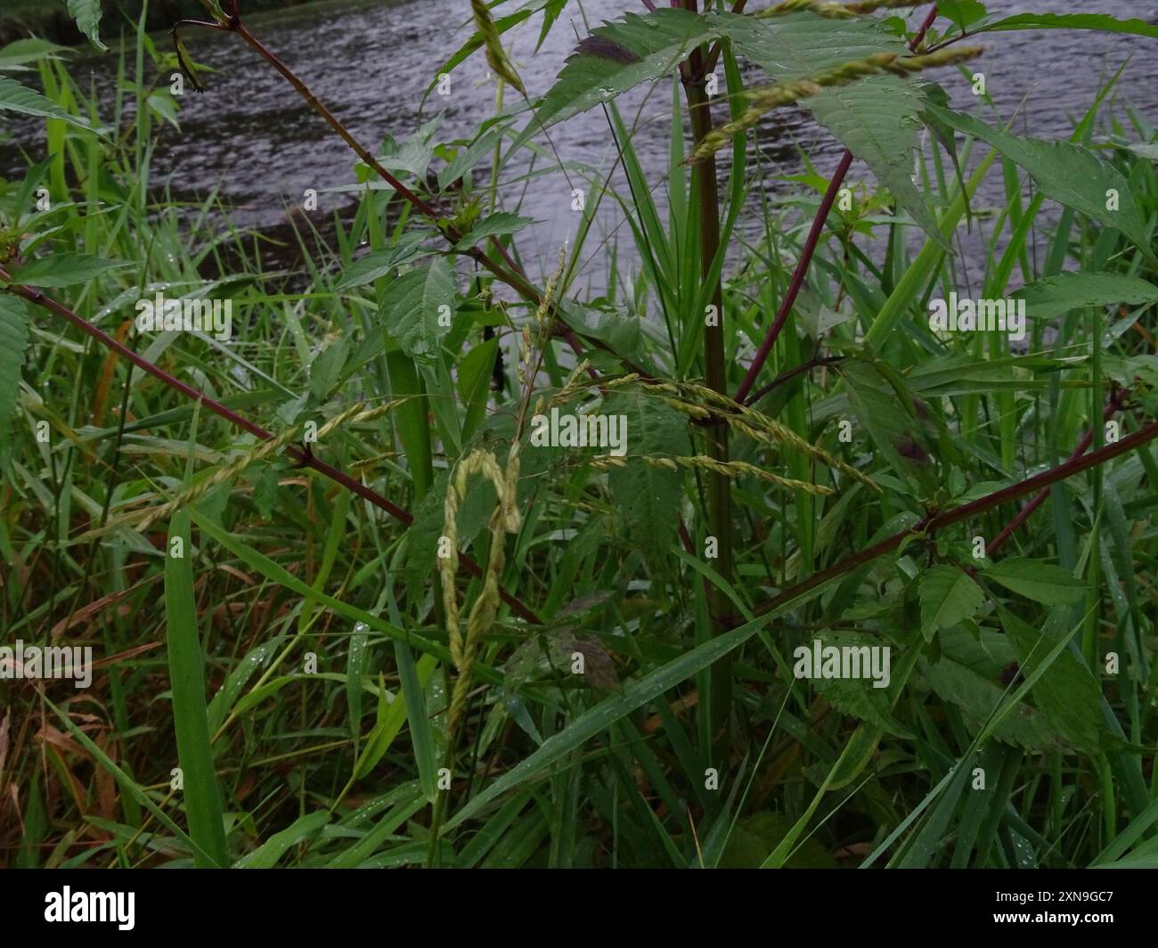 rice cutgrass (Leersia oryzoides) Plantae Stock Photo - Alamy