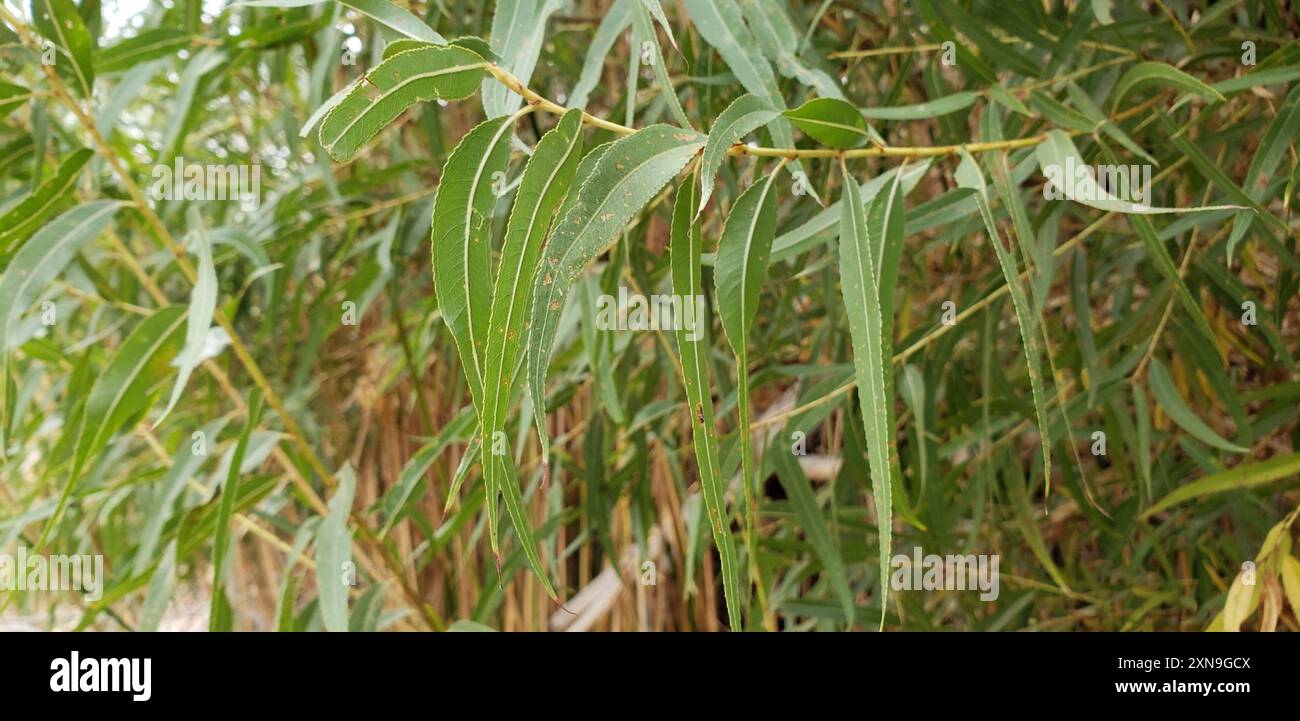 Goodding's willow (Salix gooddingii) Plantae Stock Photo - Alamy
