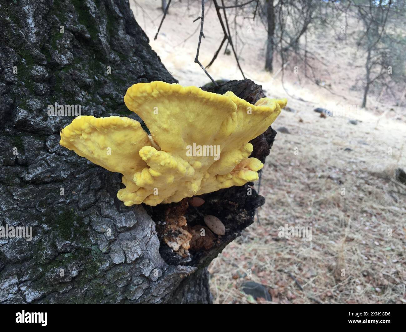 Western Hardwood Sulphur Shelf (Laetiporus gilbertsonii) Fungi Stock ...