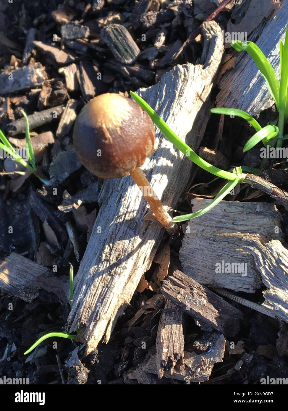 conical brittlestem (Parasola conopilea) Fungi Stock Photo - Alamy