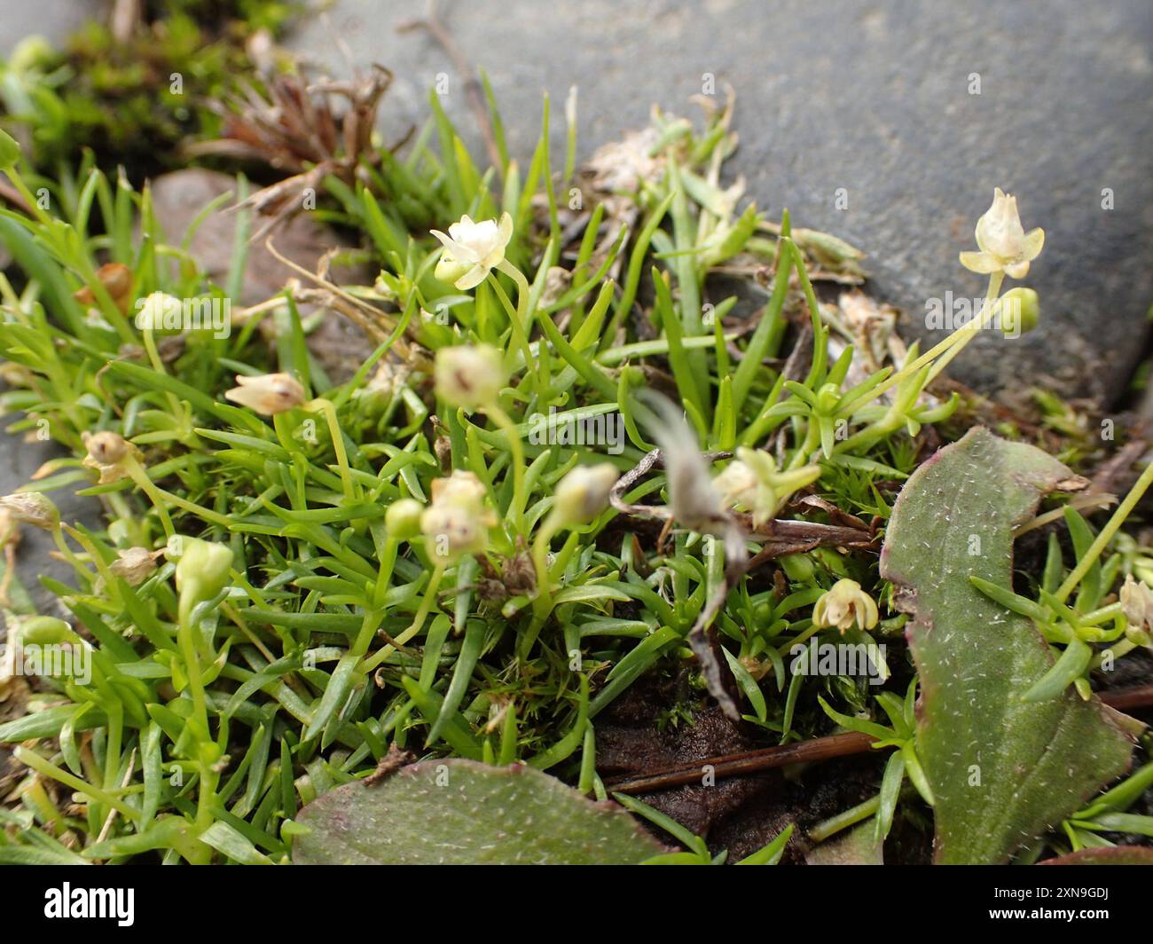 Procumbent Pearlwort (Sagina procumbens) Plantae Stock Photo - Alamy