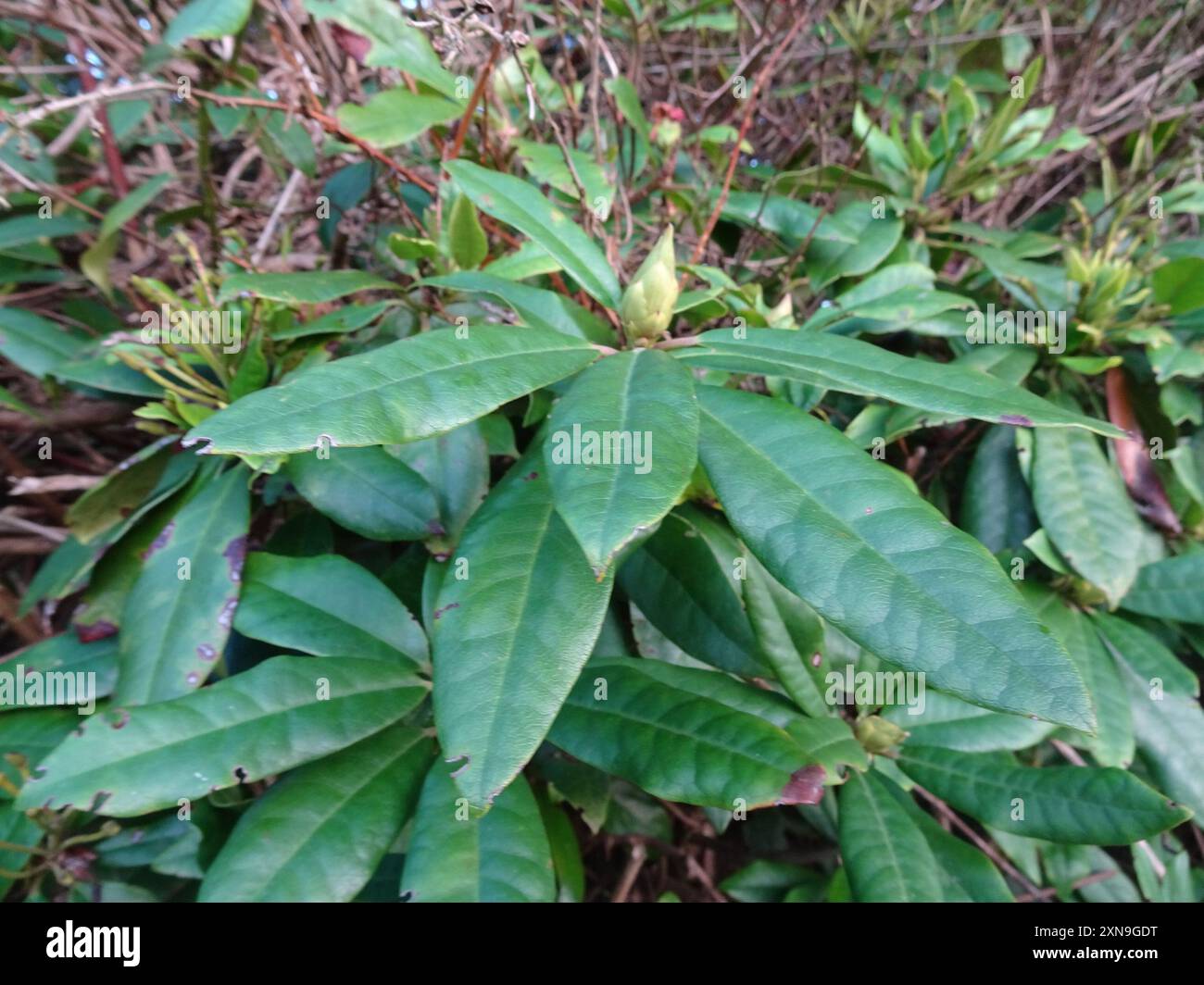 Common Rhododendron (Rhododendron ponticum) Plantae Stock Photo - Alamy