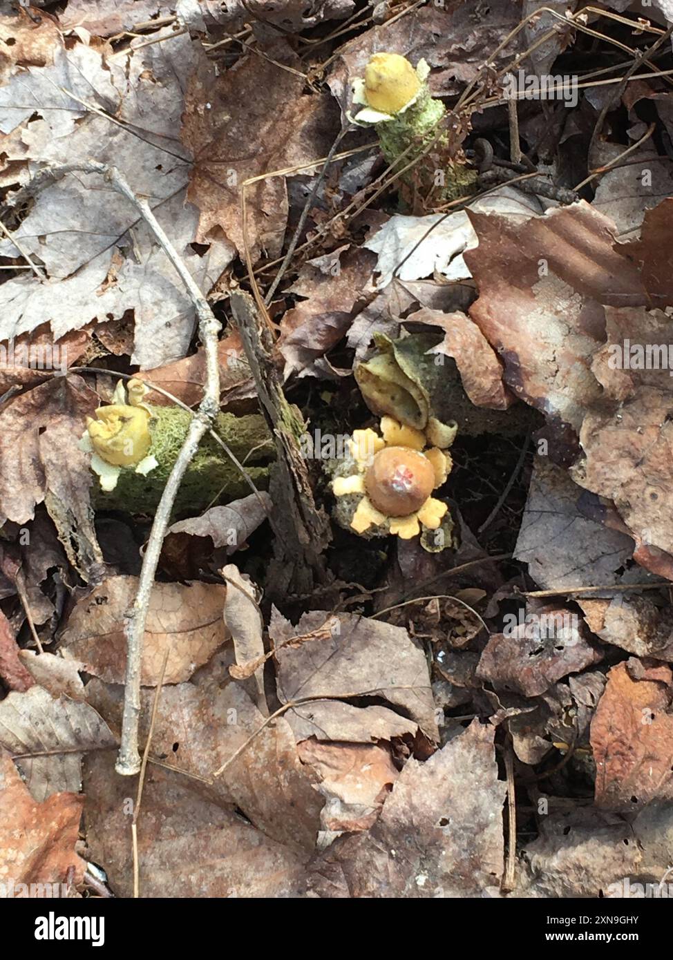 Collared Calostoma (Calostoma lutescens) Fungi Stock Photo - Alamy
