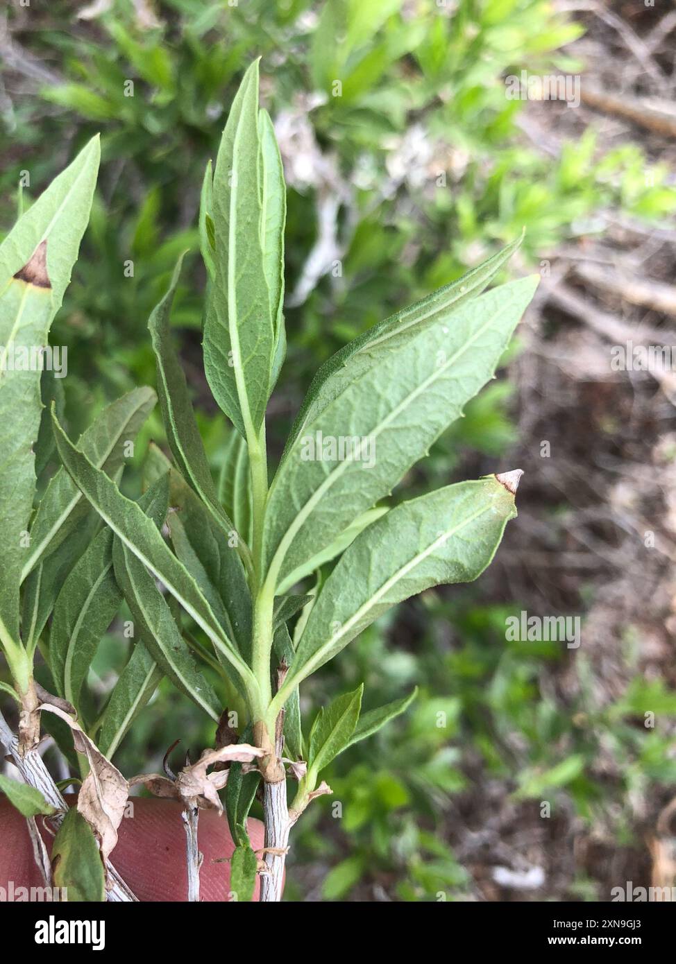 American threefold (Trixis californica) Plantae Stock Photo - Alamy