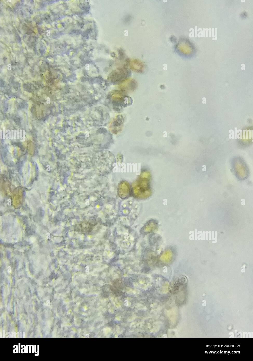 (Bolbitius coprophilus) Fungi Stock Photo - Alamy