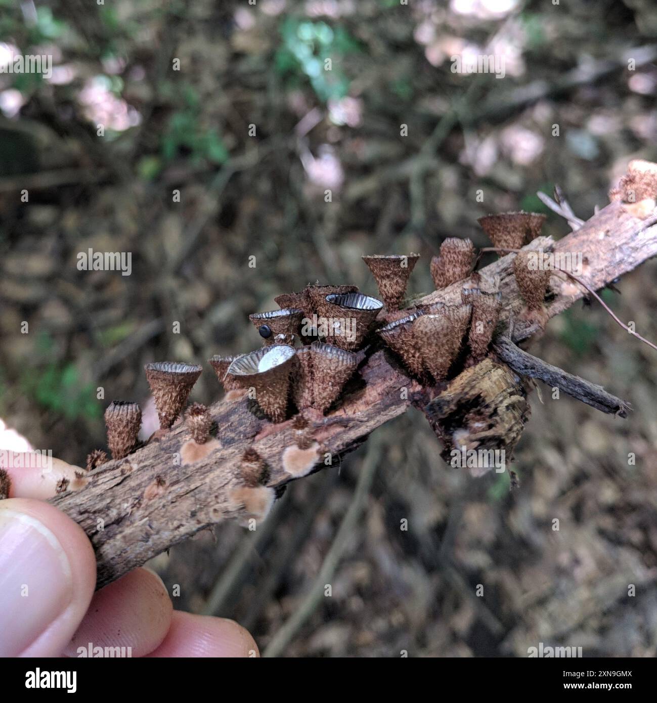 bird's nest fungi (Nidulariaceae) Fungi Stock Photo - Alamy