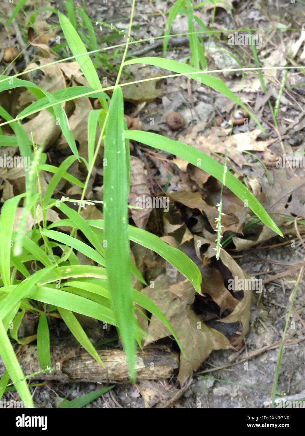 white grass (Leersia virginica) Plantae Stock Photo - Alamy