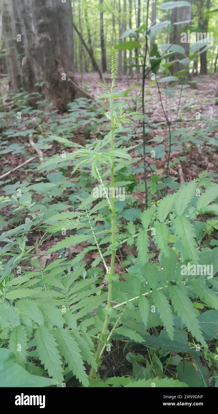 swamp agrimony (Agrimonia parviflora) Plantae Stock Photo - Alamy