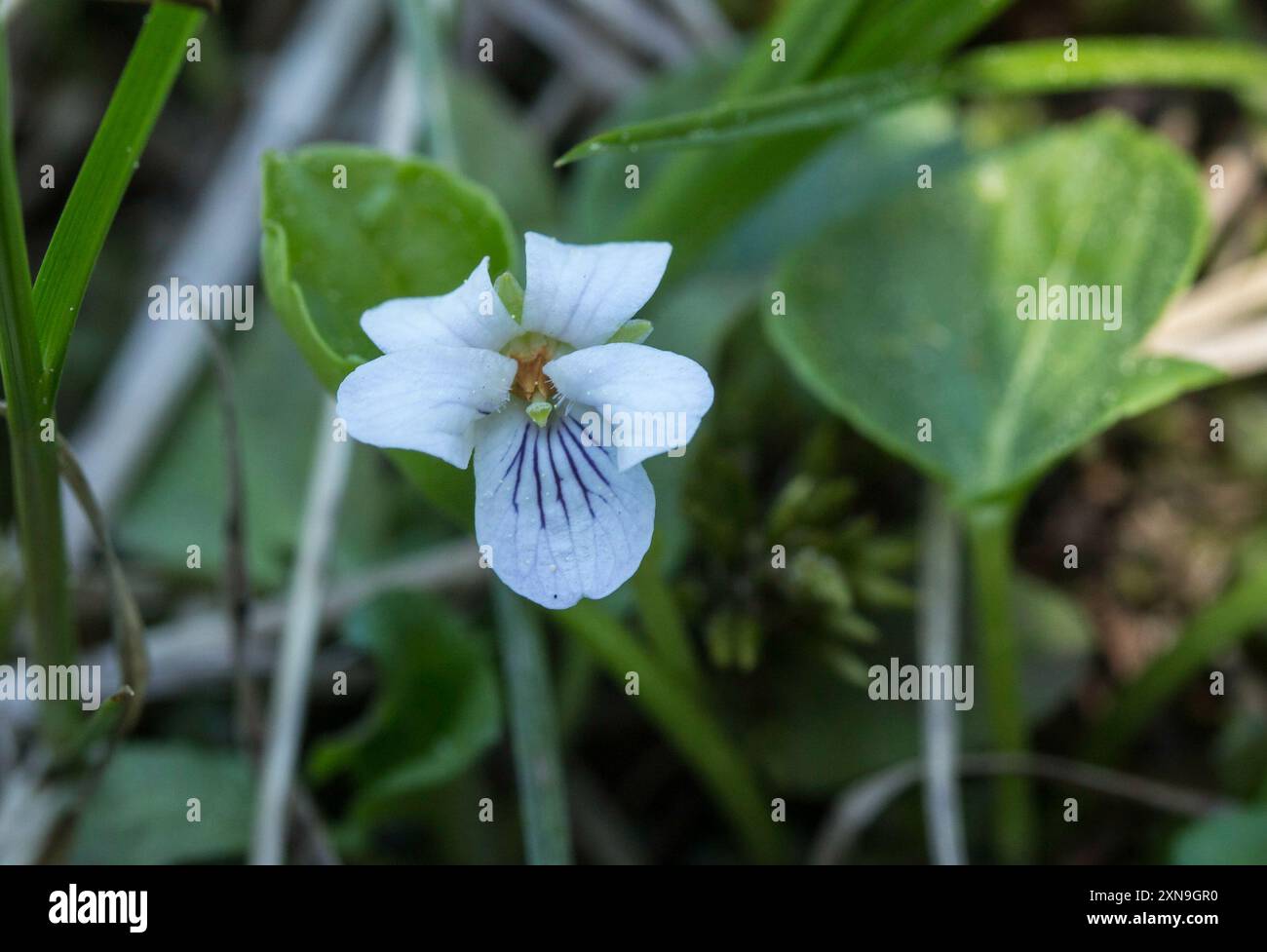 northern white violet (Viola minuscula) Plantae Stock Photo - Alamy