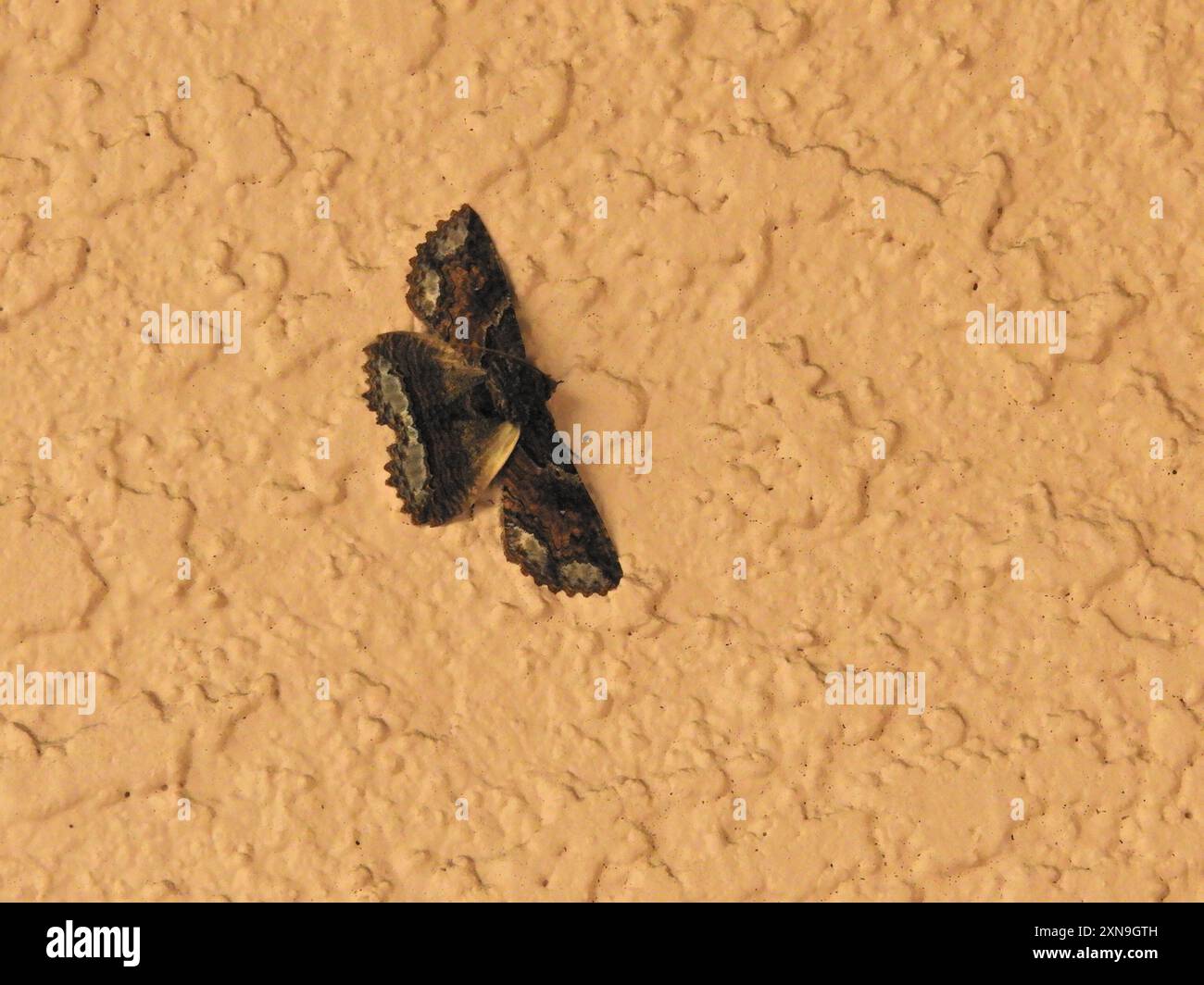 Lunate Zale Moth (Zale lunata) Insecta Stock Photo - Alamy