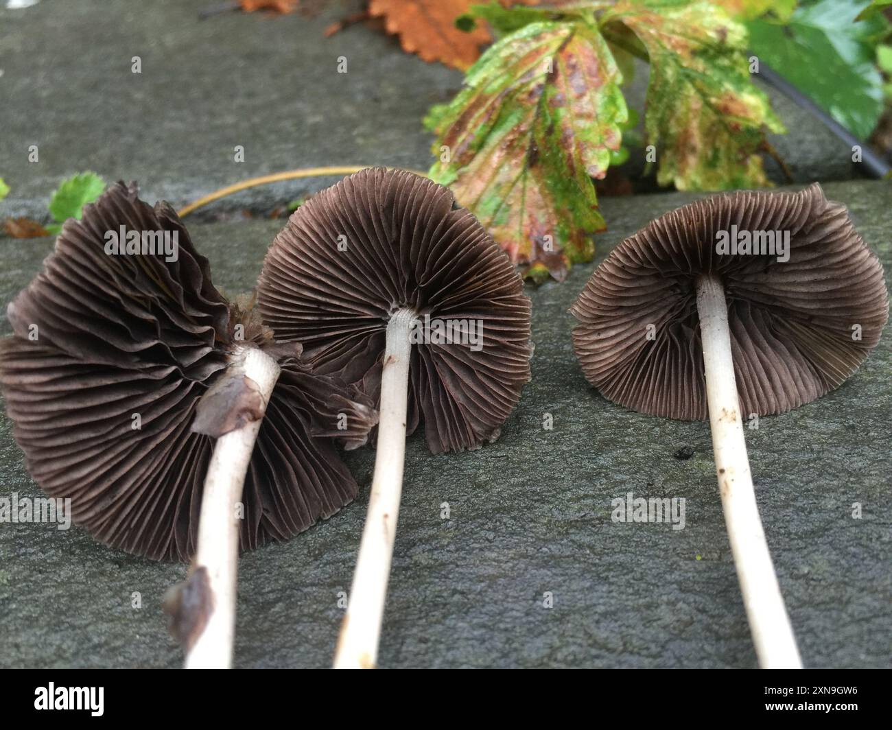 Tall Psathyrella (Psathyrella longipes) Fungi Stock Photo - Alamy