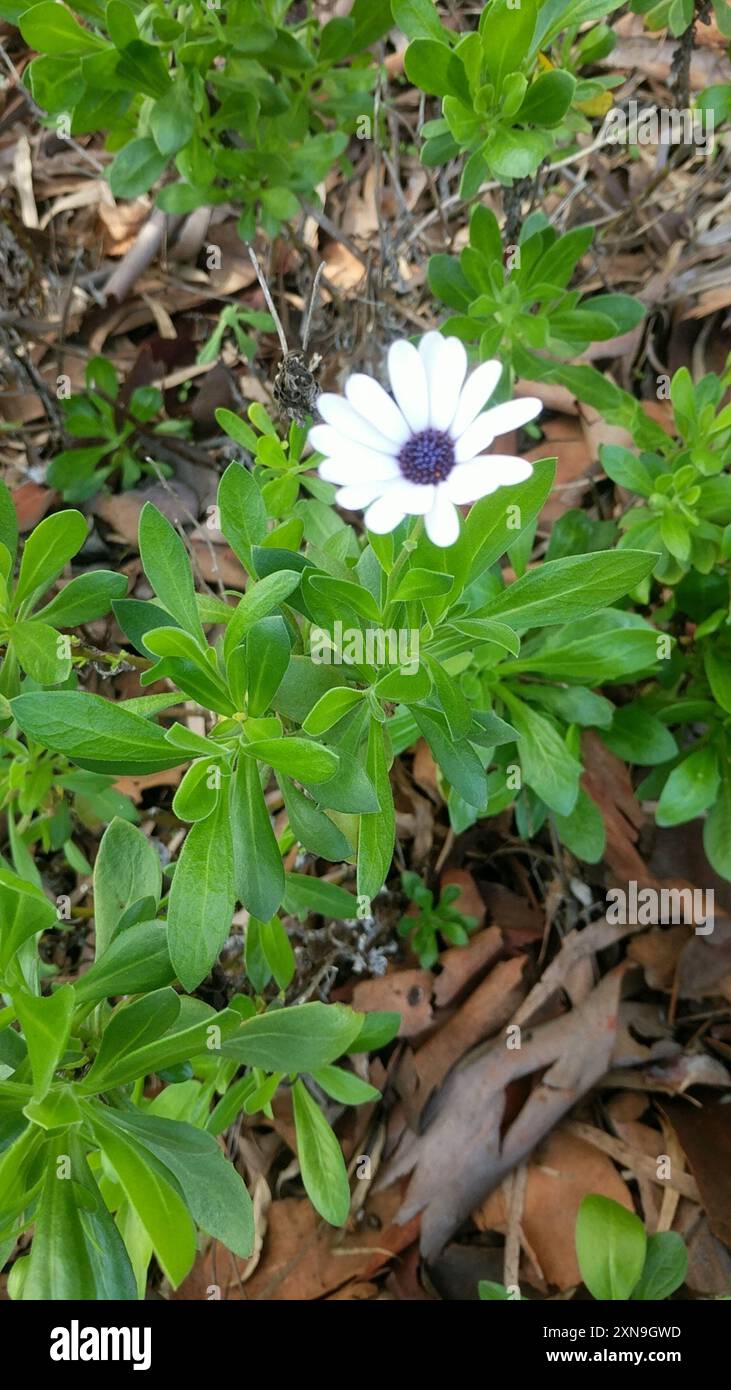Afro-Australian daisies (Dimorphotheca) Plantae Stock Photo - Alamy