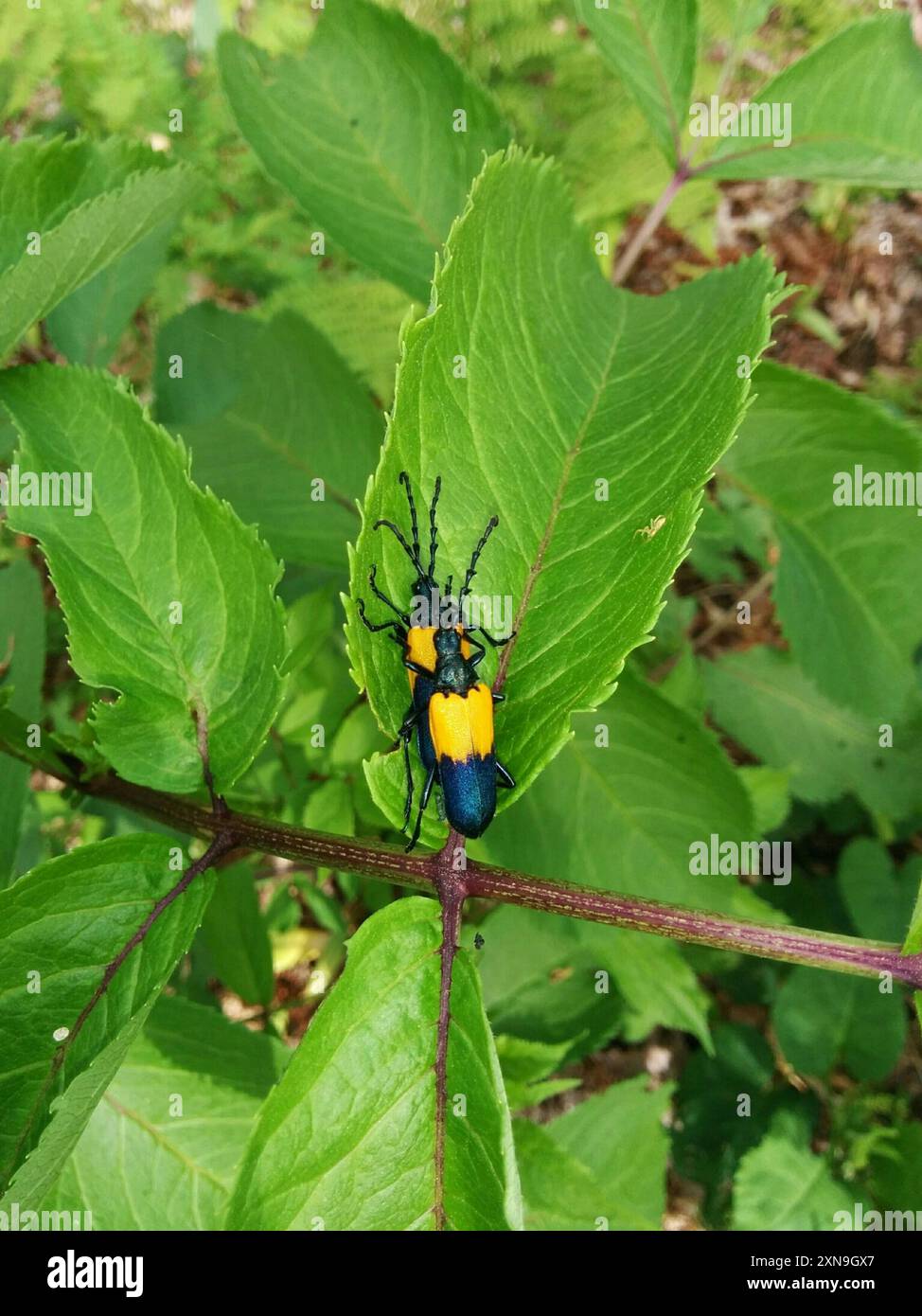 Desmocerus hi-res stock photography and images - Alamy