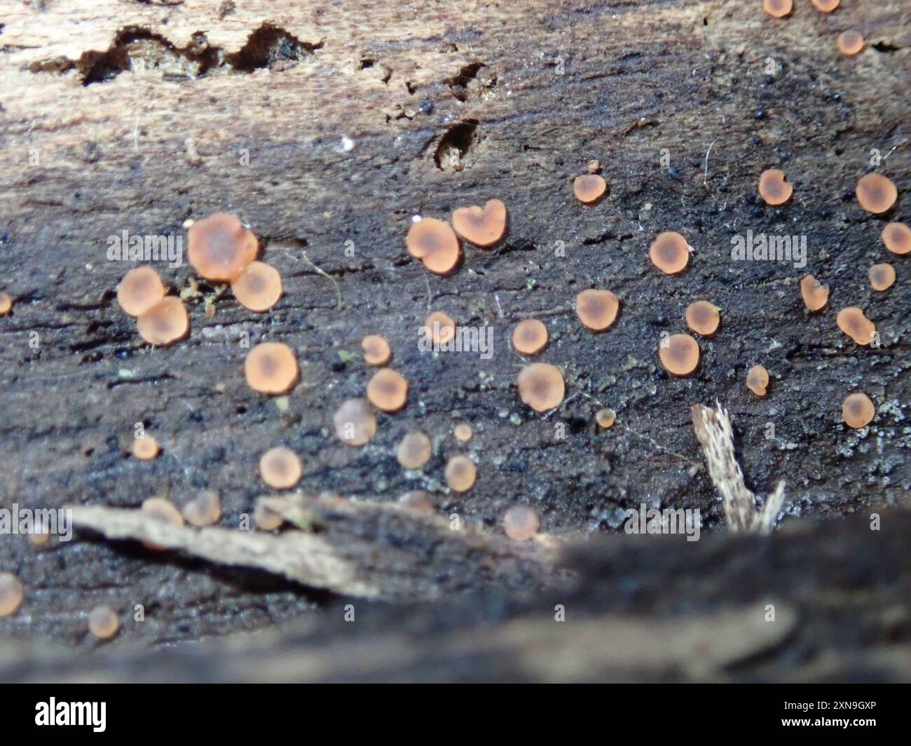 Orbilia hi-res stock photography and images - Alamy