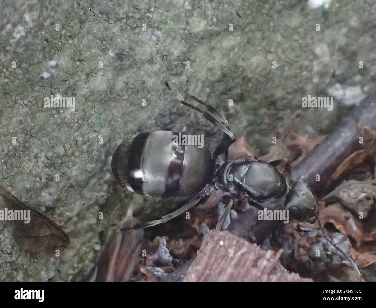 fusca-group Field Ants and Allies (Formica fusca) Insecta Stock Photo ...