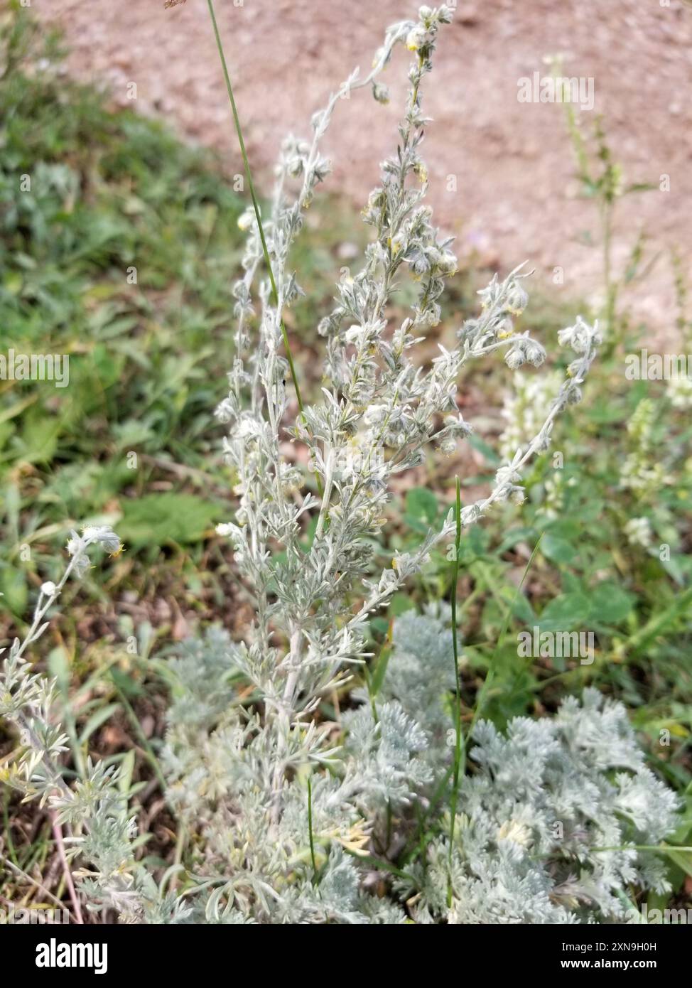 fringed sagebrush (Artemisia frigida) Plantae Stock Photo - Alamy