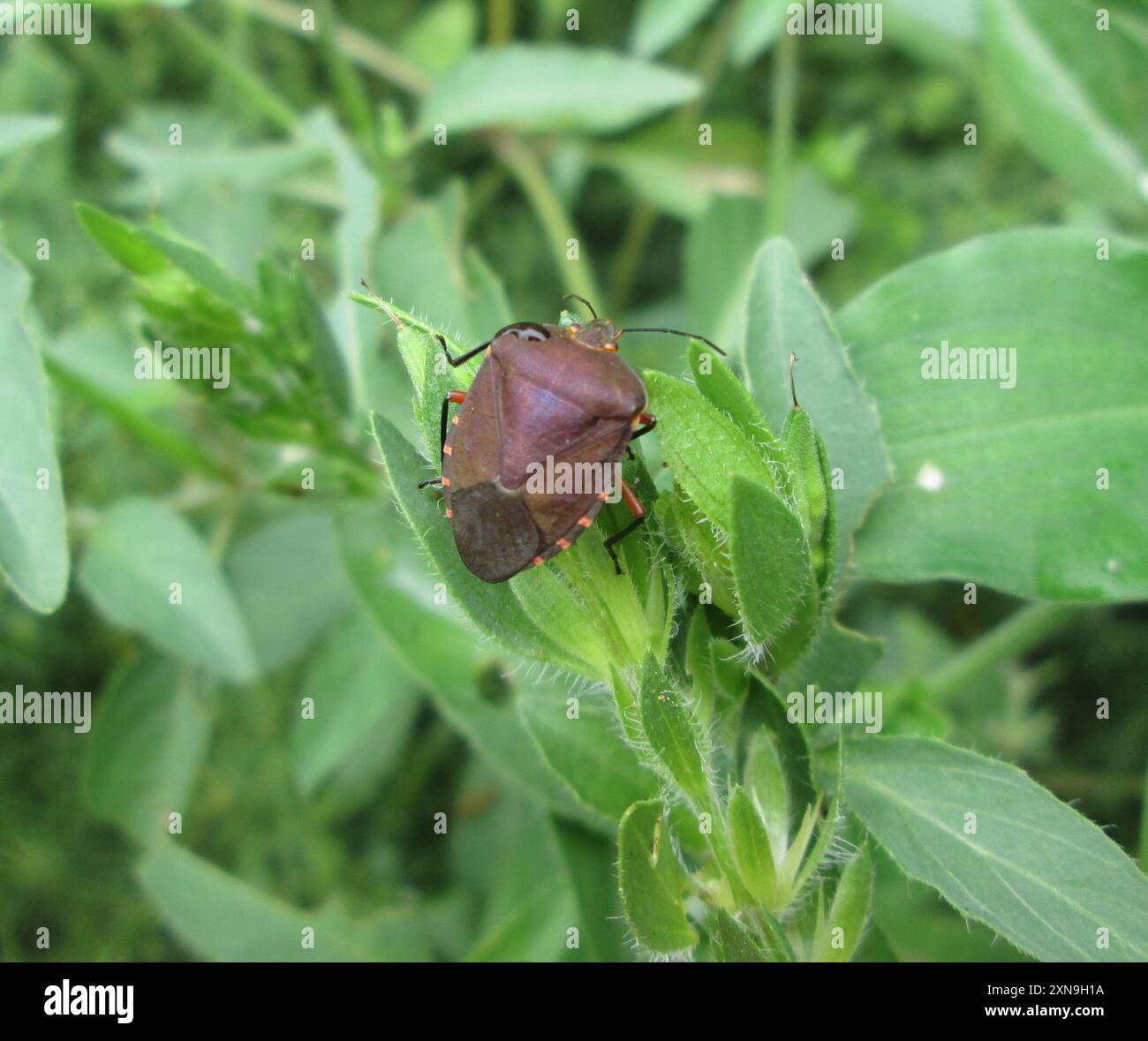 Caura hi-res stock photography and images - Alamy