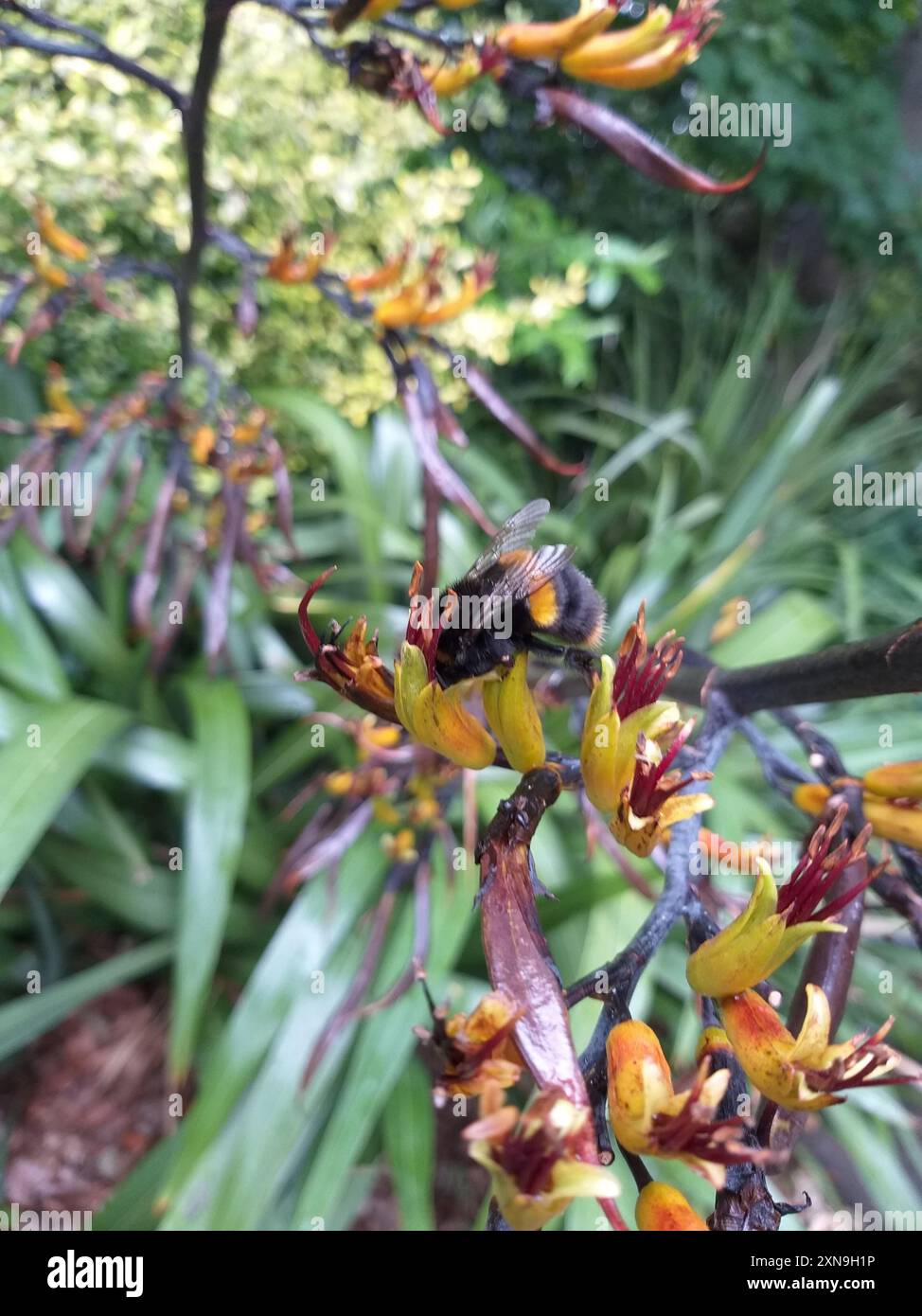 Mountain flax (Phormium cookianum) Plantae Stock Photo - Alamy