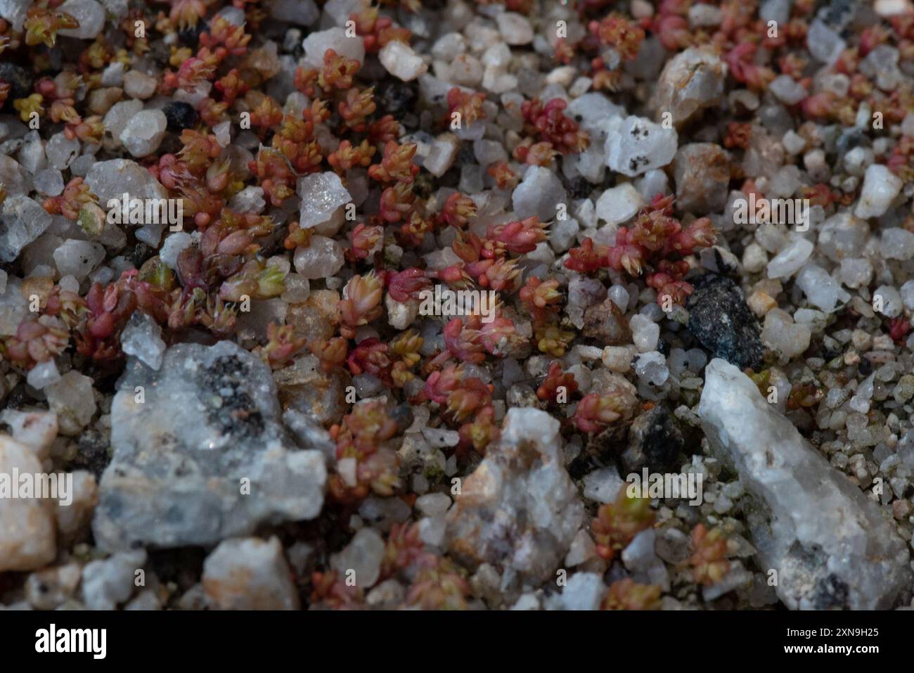 sand pygmyweed (Crassula connata) Plantae Stock Photo - Alamy