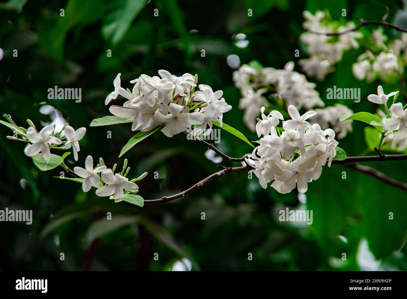 Kurchi holarrhena pubescens hi-res stock photography and images - Alamy