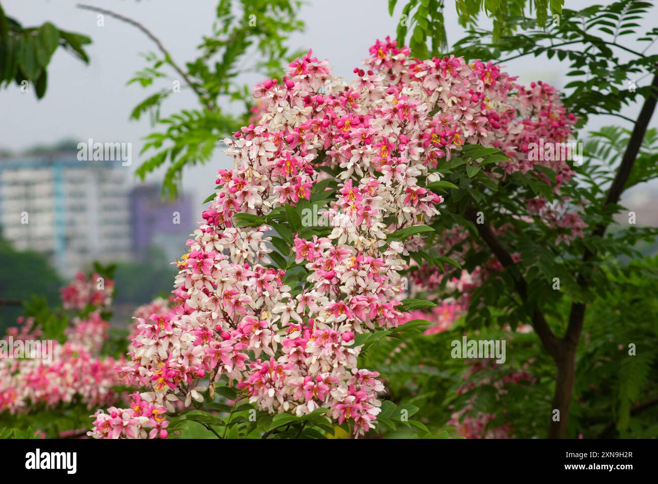 Kurchi flower hi-res stock photography and images - Alamy