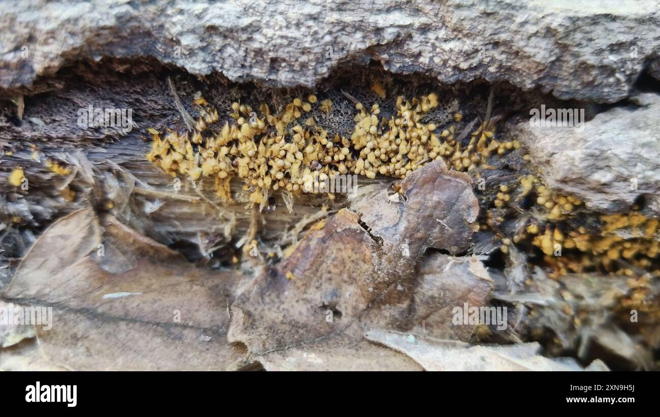 Push Pin Slime Mold (Hemitrichia calyculata) Protozoa Stock Photo - Alamy