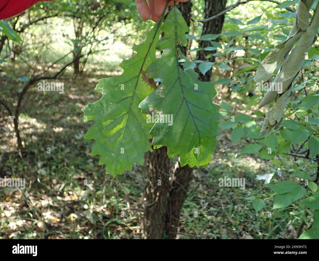 bur oak (Quercus macrocarpa) Plantae Stock Photo - Alamy