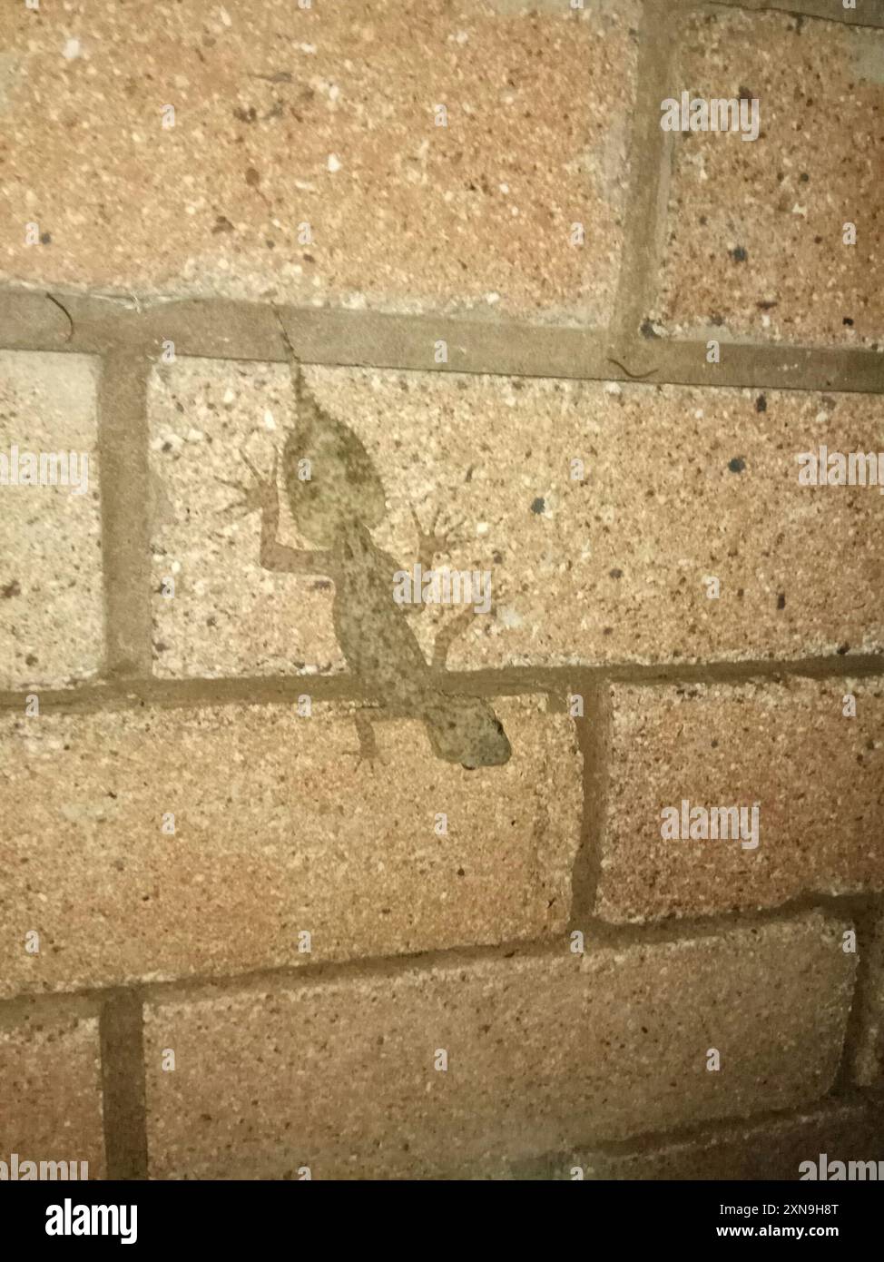 Broad-tailed Gecko (Phyllurus platurus) Reptilia Stock Photo - Alamy