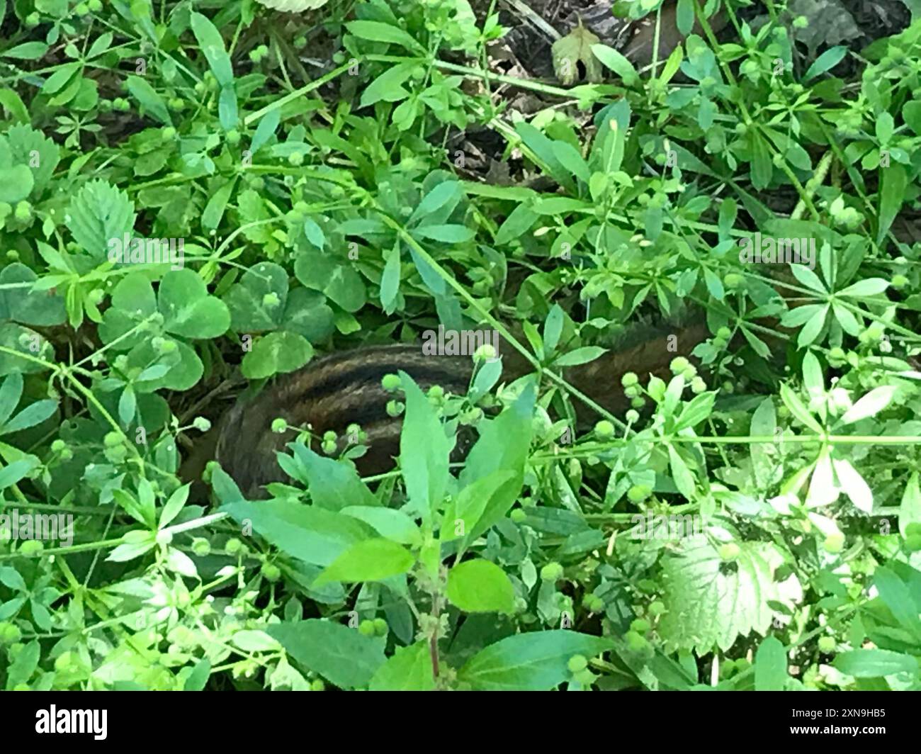 Sonoma Chipmunk (Neotamias sonomae) Mammalia Stock Photo - Alamy