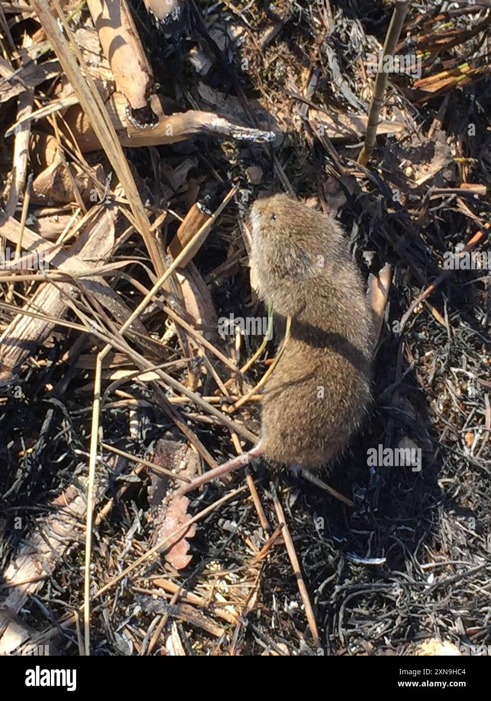 Voles, Lemmings, and Muskrats (Arvicolinae) Mammalia Stock Photo - Alamy