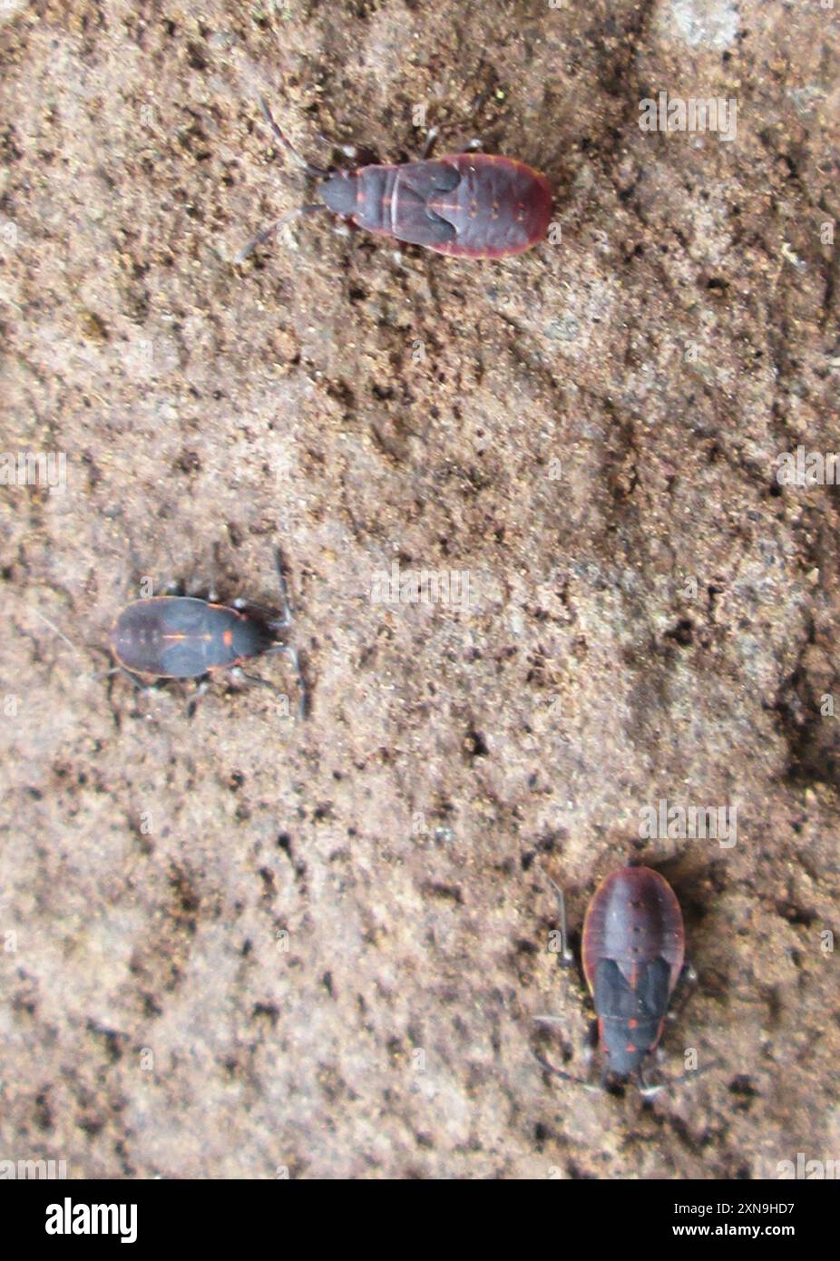 Redtrim Bug (Scantius forsteri) Insecta Stock Photo - Alamy