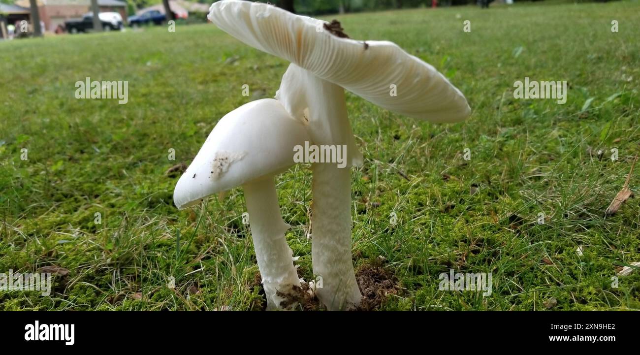 Eastern North American Destroying Angel (Amanita bisporigera) Fungi ...