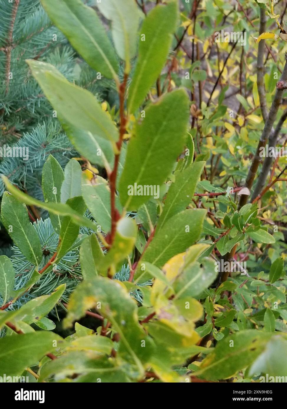 bebb's willow (Salix bebbiana) Plantae Stock Photo - Alamy