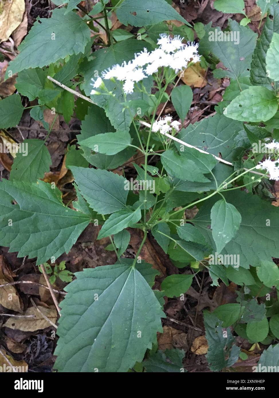 white snakeroot (Ageratina altissima) Plantae Stock Photo - Alamy