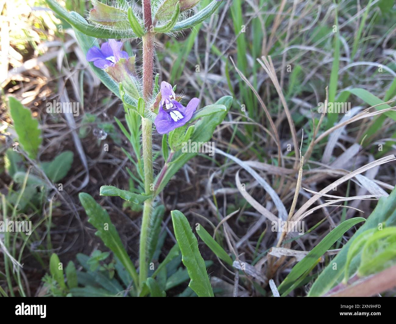 Texas Sage (Salvia texana) Plantae Stock Photo - Alamy