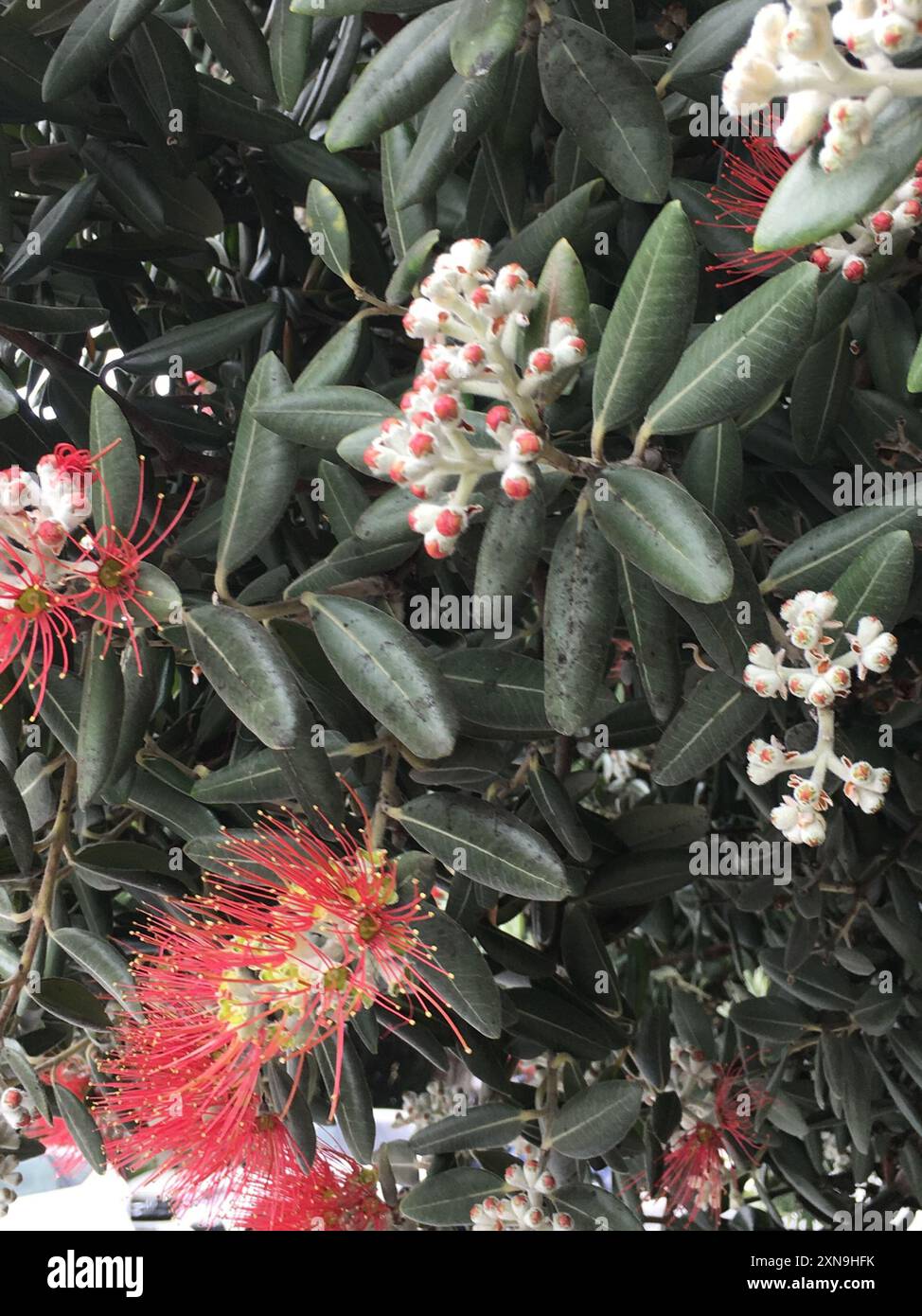 myrtle family (Myrtaceae) Plantae Stock Photo - Alamy