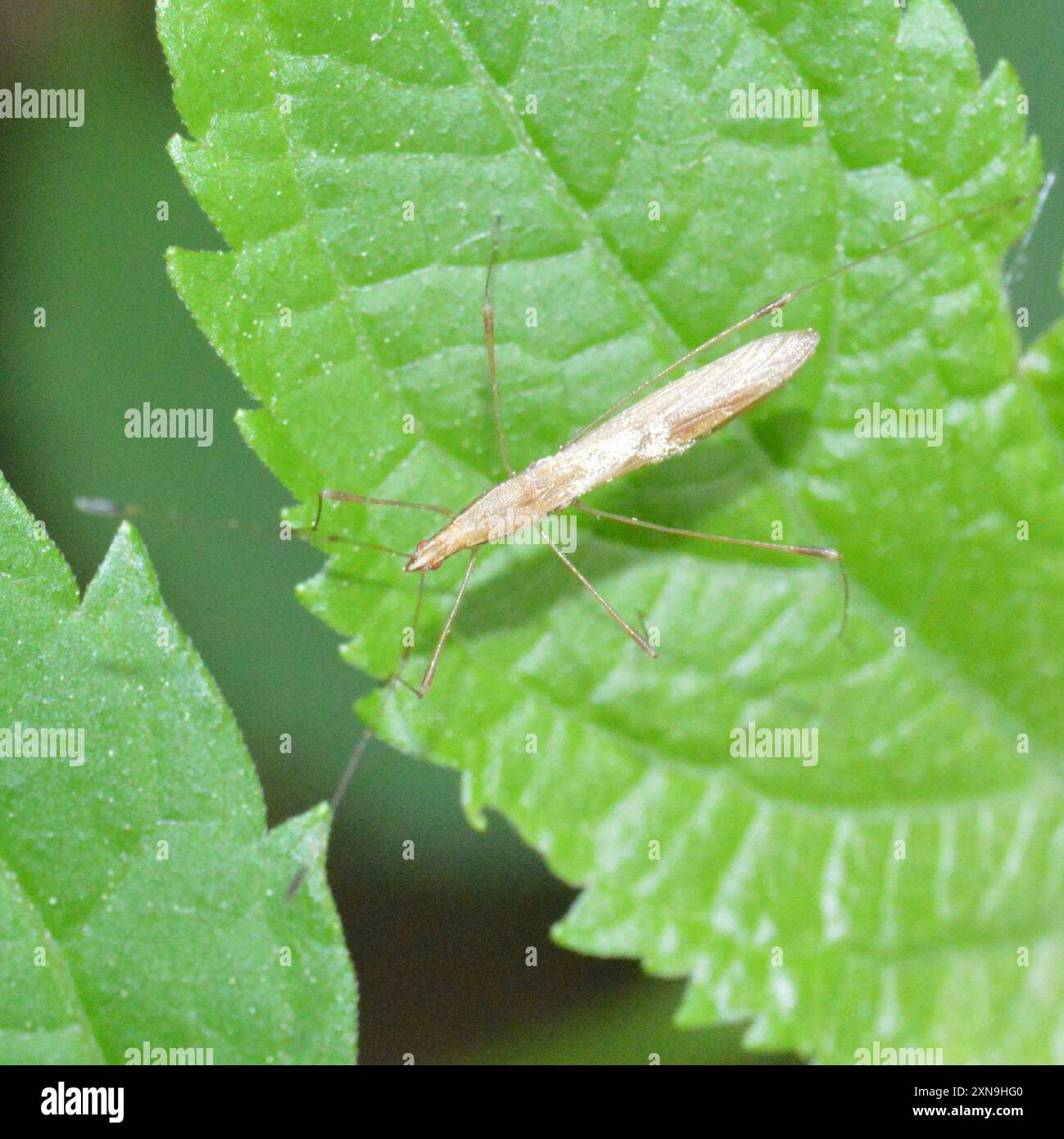 Stilt bugs hi-res stock photography and images - Alamy