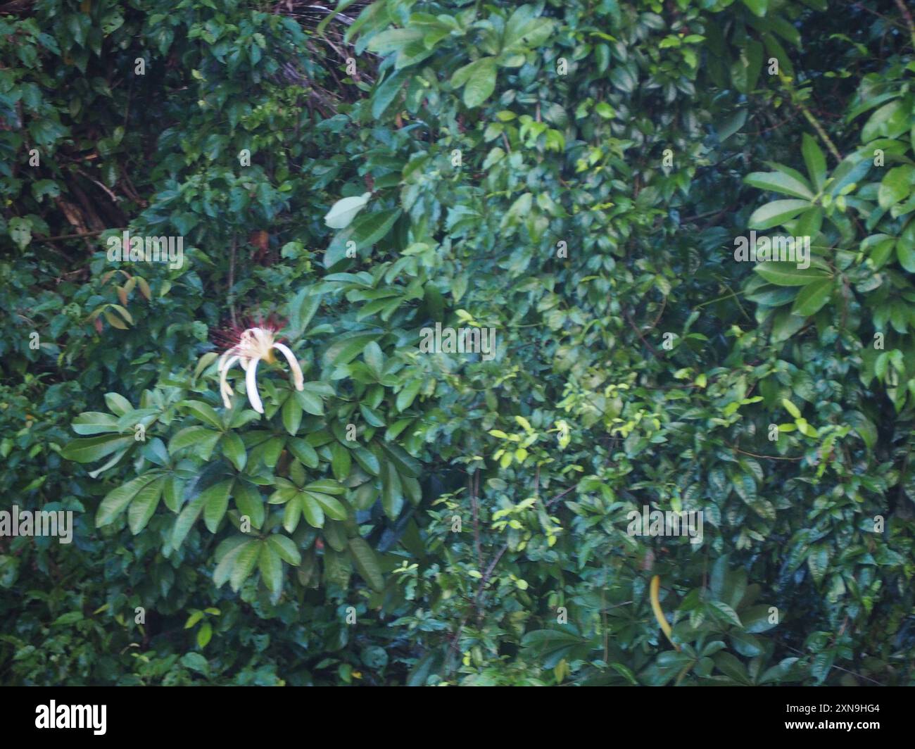 provision tree (Pachira aquatica) Plantae Stock Photo - Alamy