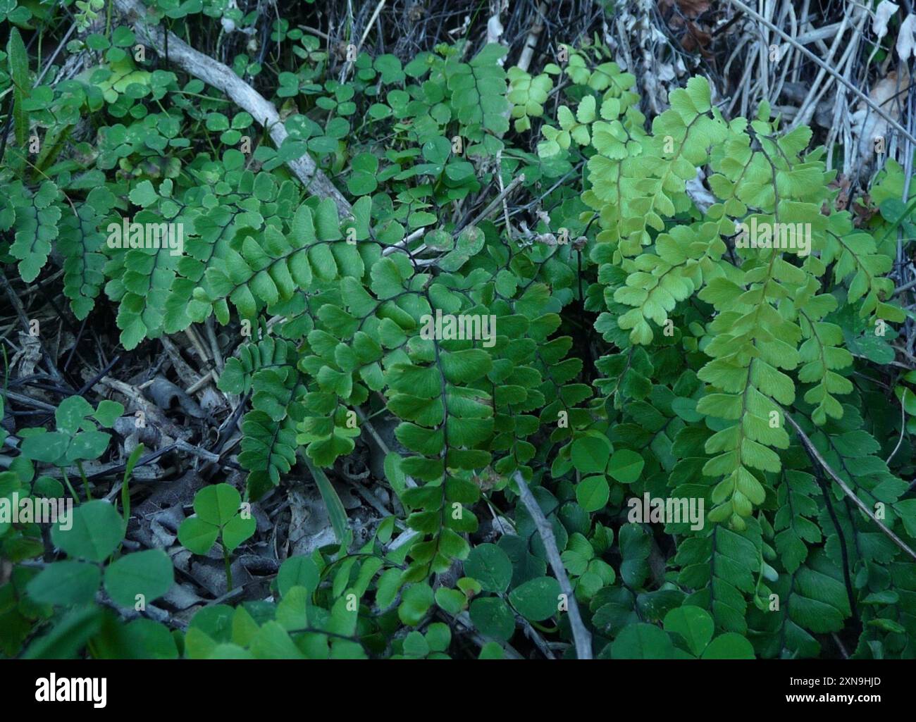 Cunningham's maidenhair (Adiantum cunninghamii) Plantae Stock Photo - Alamy