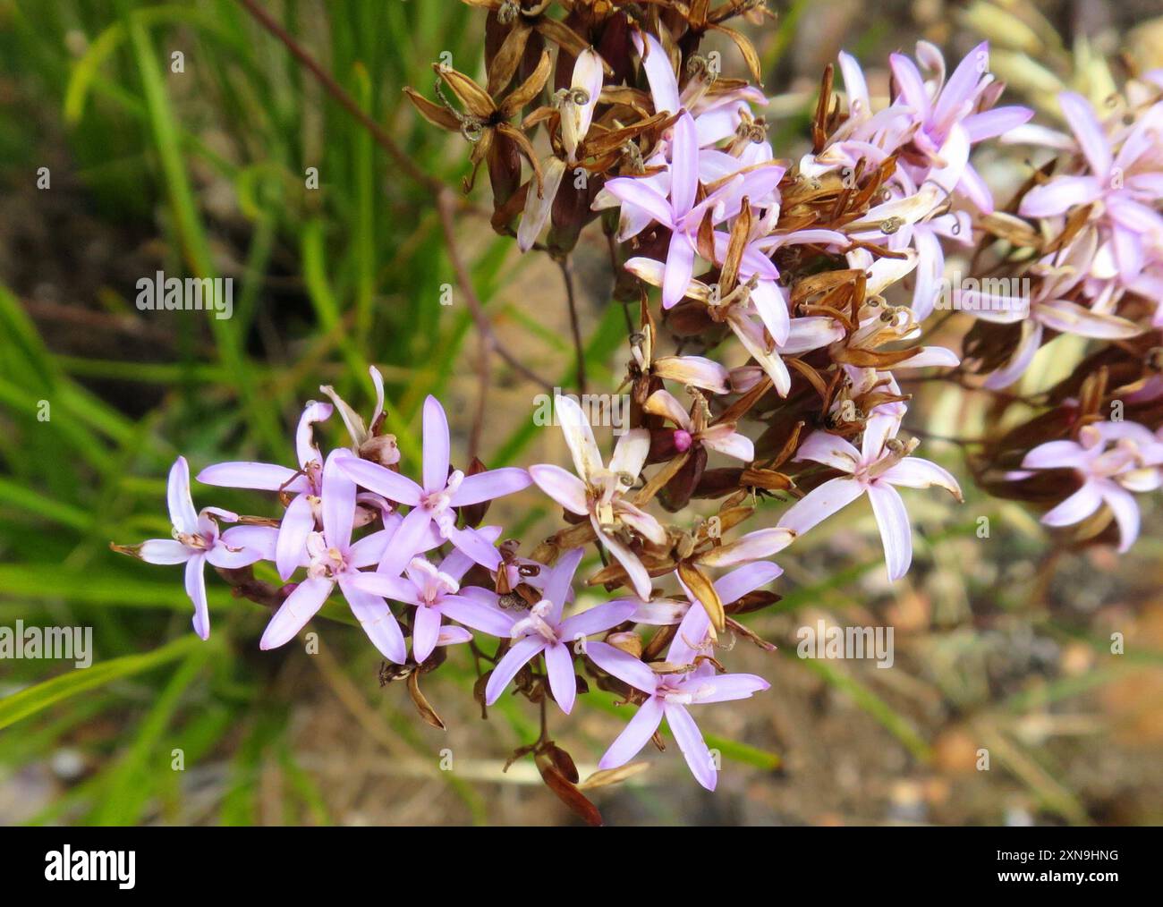 Corymbium hi-res stock photography and images - Alamy