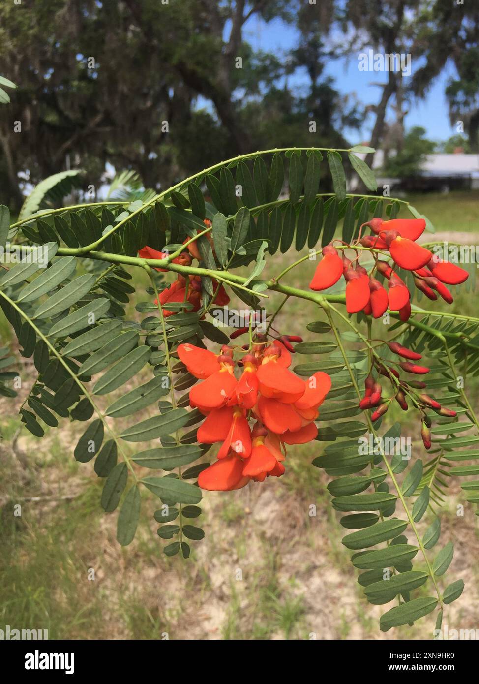 Scarlet Sesbane (Sesbania punicea) Plantae Stock Photo - Alamy