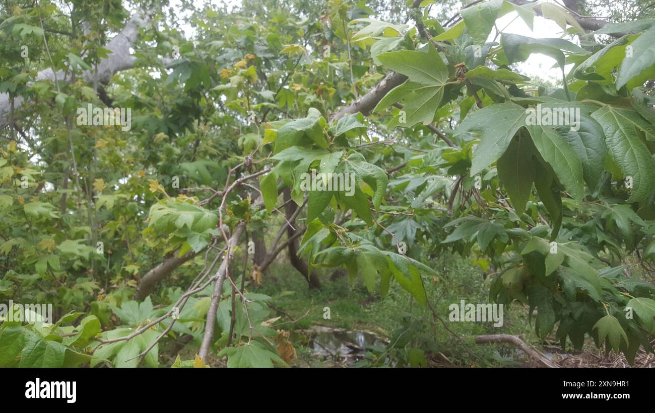 western sycamore (Platanus racemosa) Plantae Stock Photo - Alamy