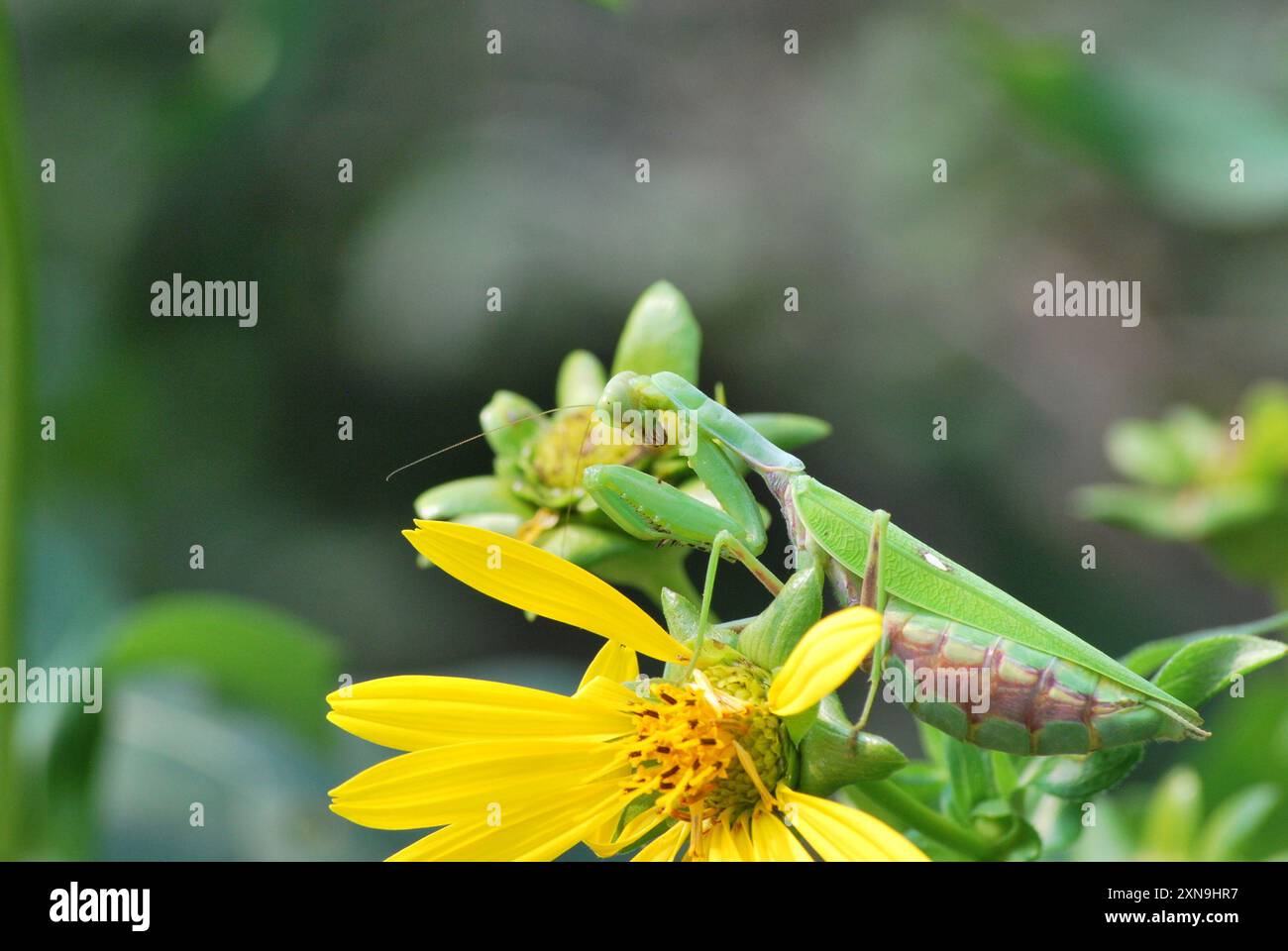 Giant Asian Mantis (Hierodula patellifera) Insecta Stock Photo - Alamy