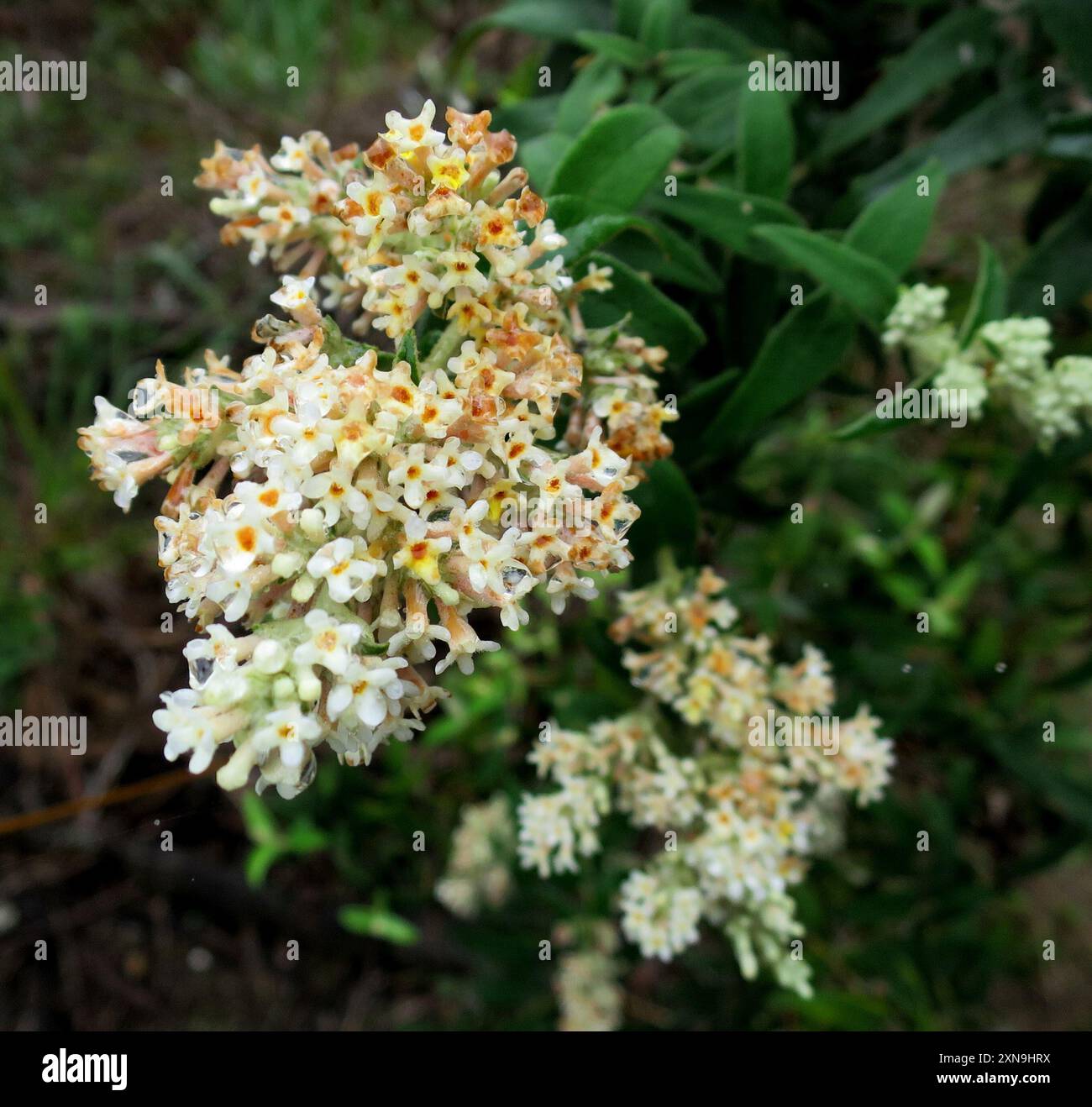 Sagewood (Buddleja salviifolia) Plantae Stock Photo - Alamy
