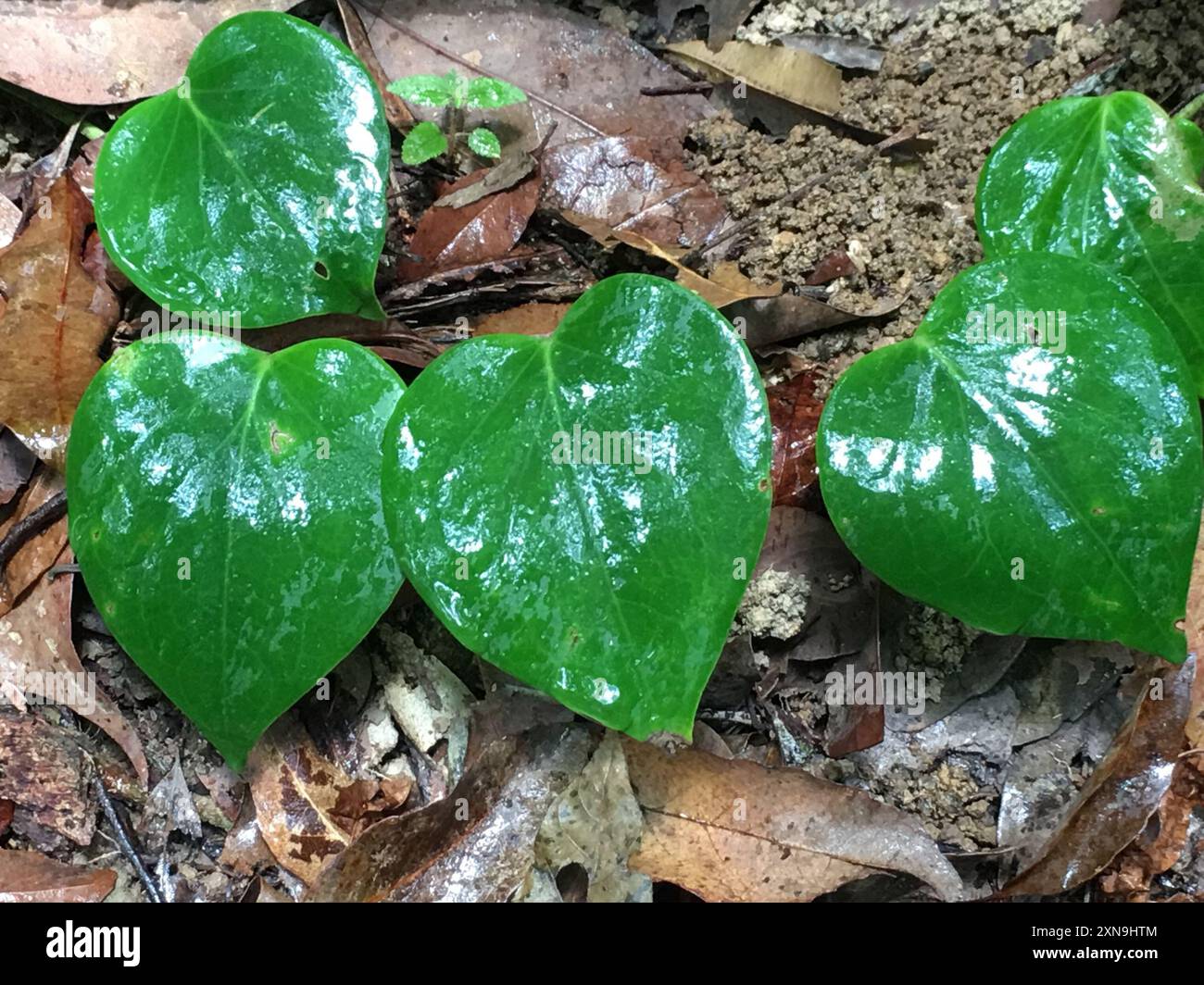 pepper plant family (Piperaceae) Plantae Stock Photo - Alamy