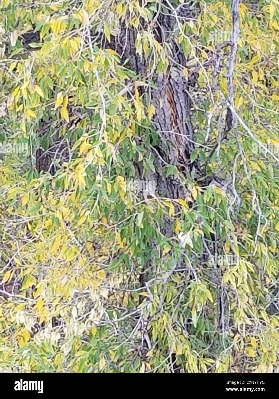 Narrowleaf Cottonwood (Populus angustifolia) Plantae Stock Photo - Alamy