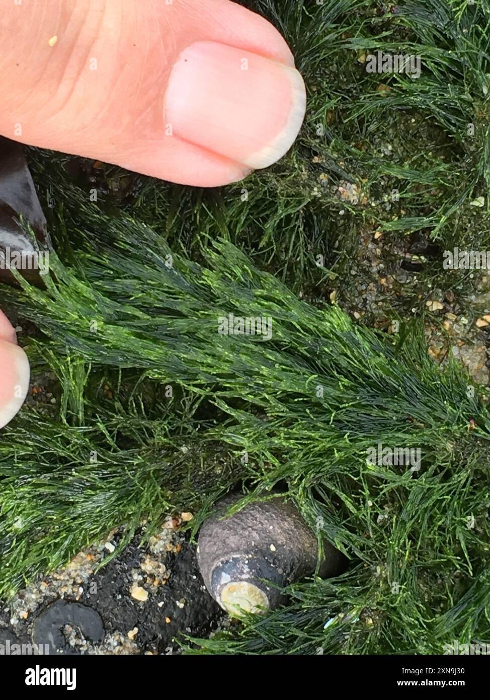 green rope (Acrosiphonia coalita) Plantae Stock Photo - Alamy