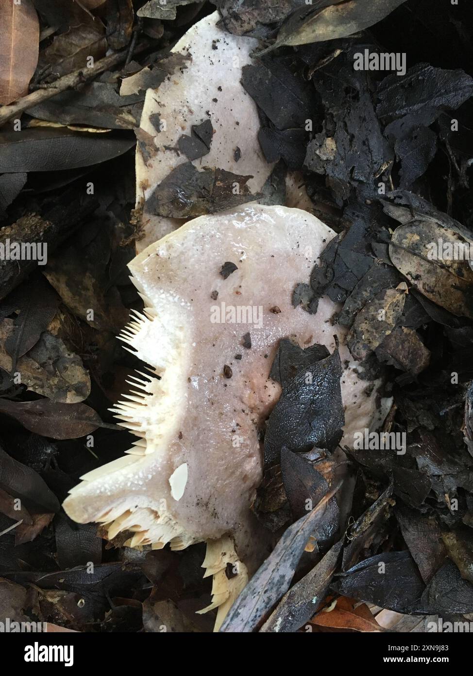 Giant Gray Milk Cap (Lactarius argillaceifolius megacarpus) Fungi Stock ...