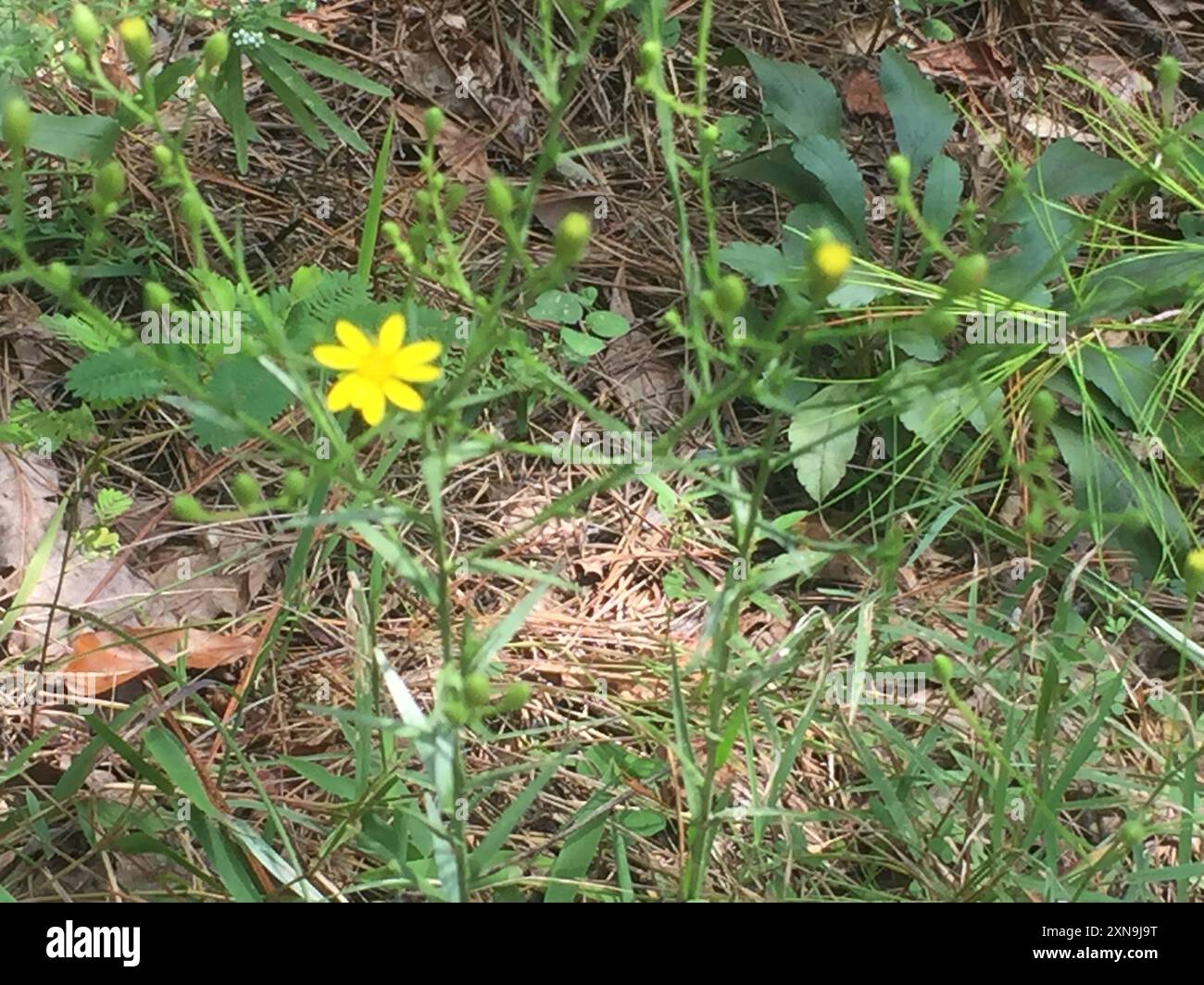 Silkgrasses (Pityopsis) Plantae Stock Photo - Alamy